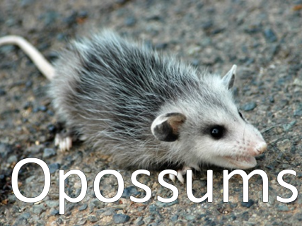 OpossumPNG – Woodlands Wildlife Refuge