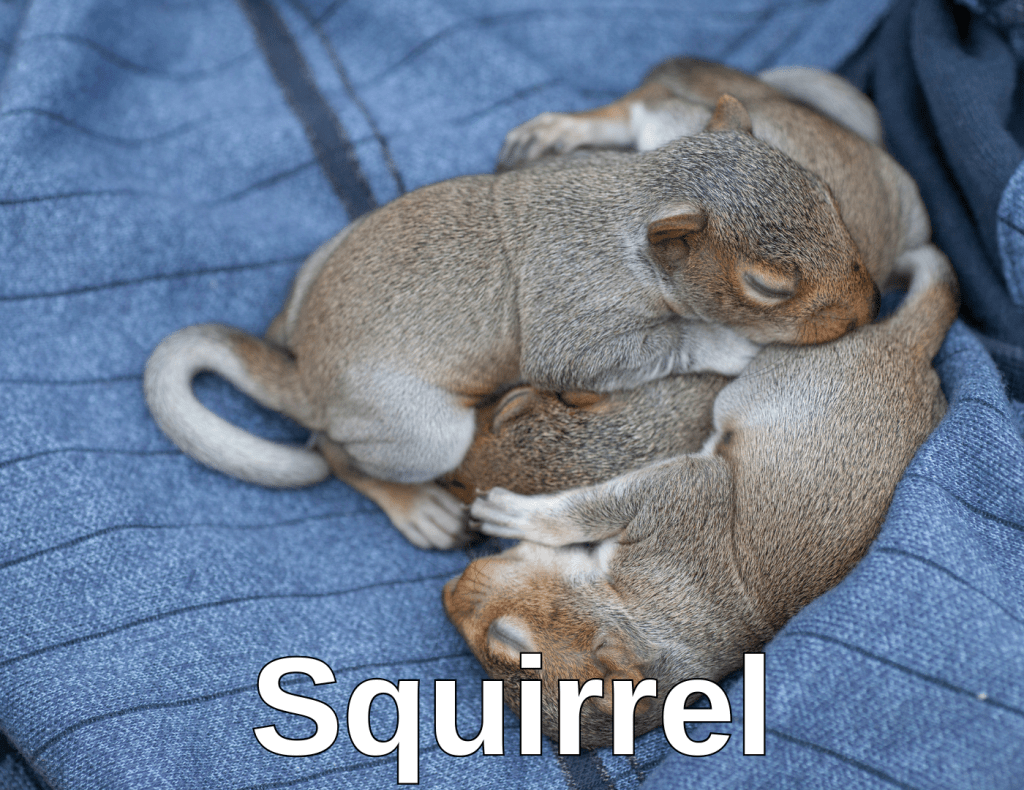 Found an animal? – Woodlands Wildlife Refuge