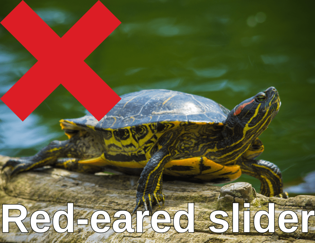 Found an animal? – Woodlands Wildlife Refuge