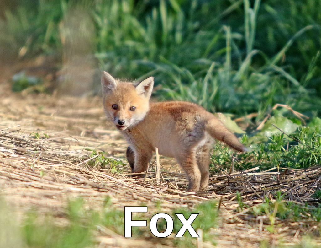 Found an animal? – Woodlands Wildlife Refuge