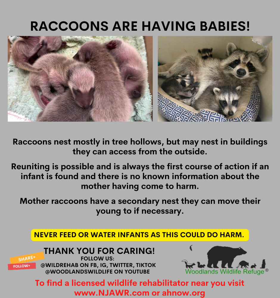 Found an animal? – Woodlands Wildlife Refuge