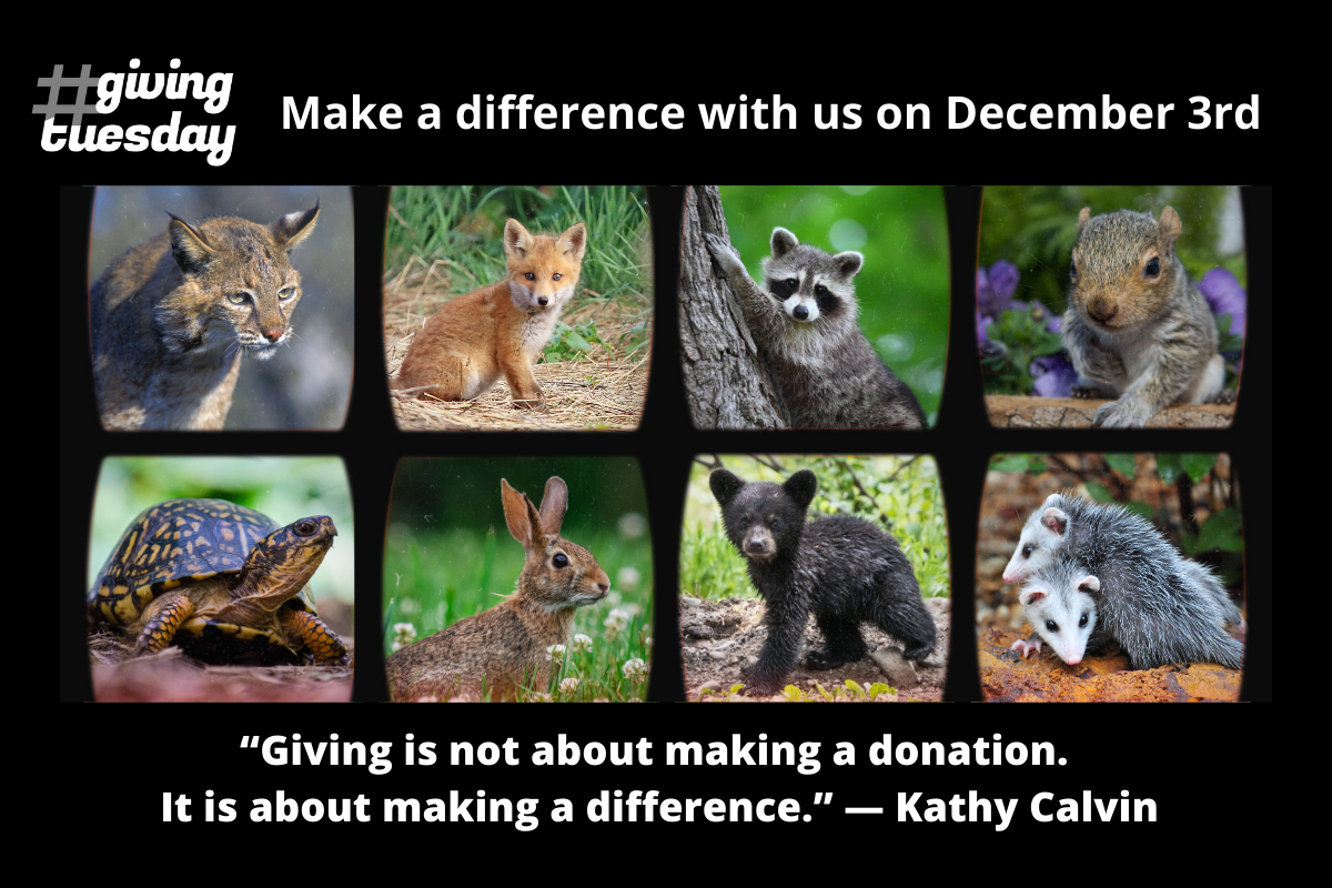Giving Tuesday Campaign 2024 – Woodlands Wildlife Refuge