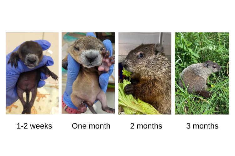 Found an animal? – Woodlands Wildlife Refuge